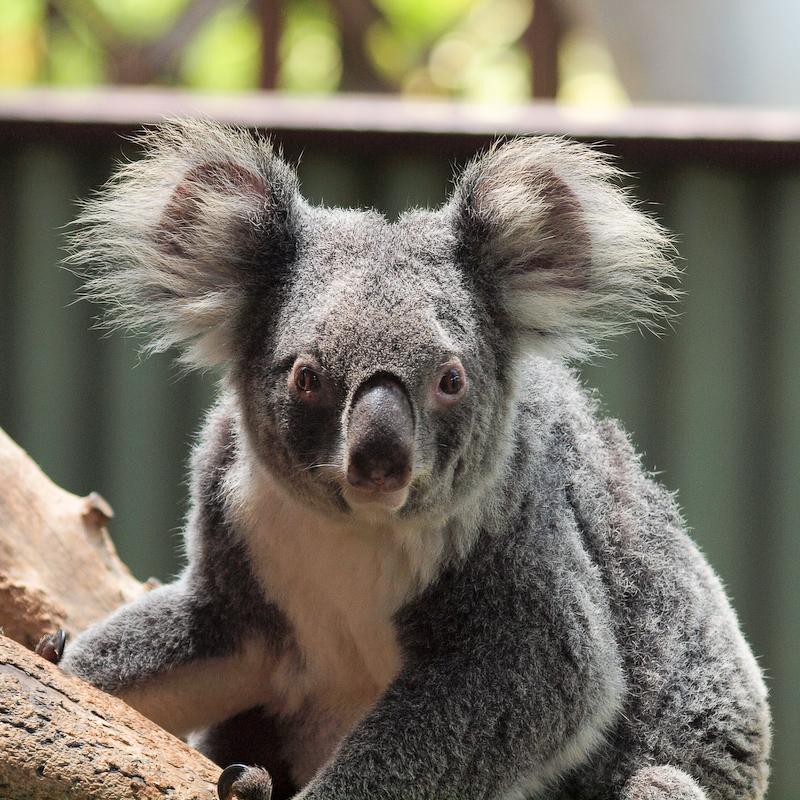 Koala of a Certain Age at Rainforestation, Kuranda - Jess and Jer's ...