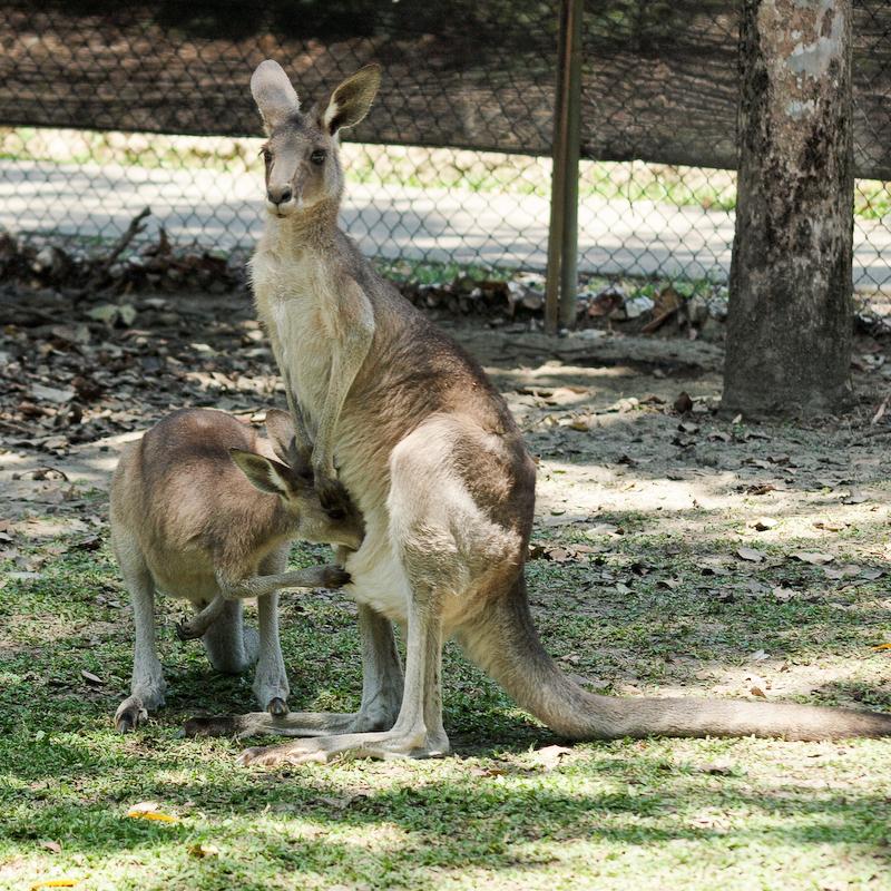 Nursing Adolescent Kangaroo, Port Douglas - Jess and Jer's Travel ...